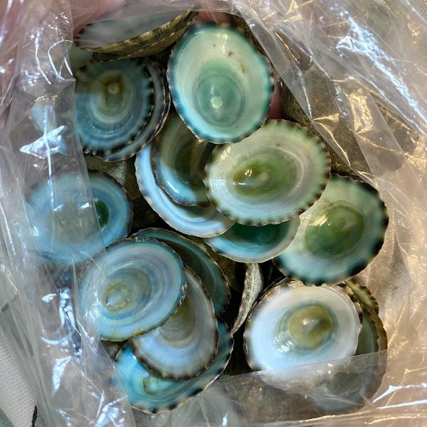 Capiz With 2 Hole Drilled Capiz Shells Natural Cream 1" 1 1/2" 2" 2 1/2 ...