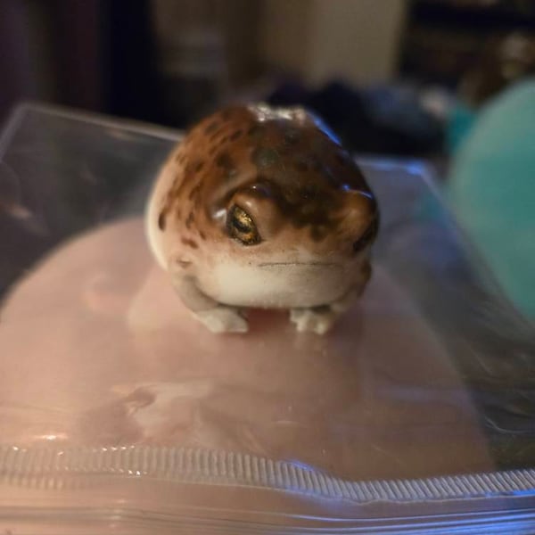 SQUISHY Desert Rain Frog. Cute Butt Frog Fidget Weirdcore Desk Toy for ...