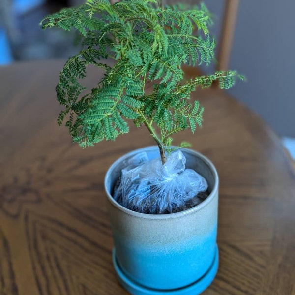 Leucaena Leucocephala, Miracle Tree, River Tamarind Tree, Guaje Seeds ...