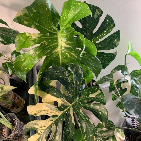 Mican Philodendron Velvet Leaf Philo Indoor & Outdoor Live Tropical ...
