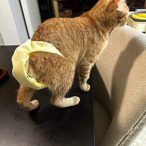 Guinea Pig Cavy Diaper With Bib / Collar Waterproof Designed - Etsy