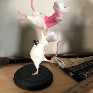 Circus Hoop Taxidermy Mice. - Etsy UK