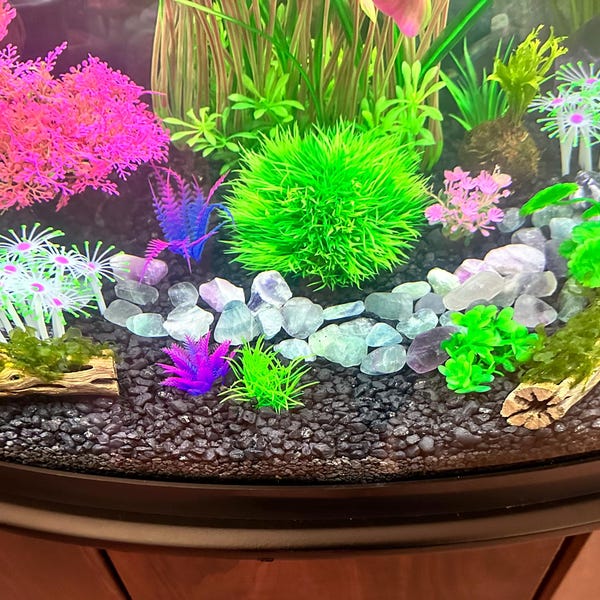 X2 Subwassertang Moss on Cholla Wood - Shrimp Hideout & Betta Aquarium ...