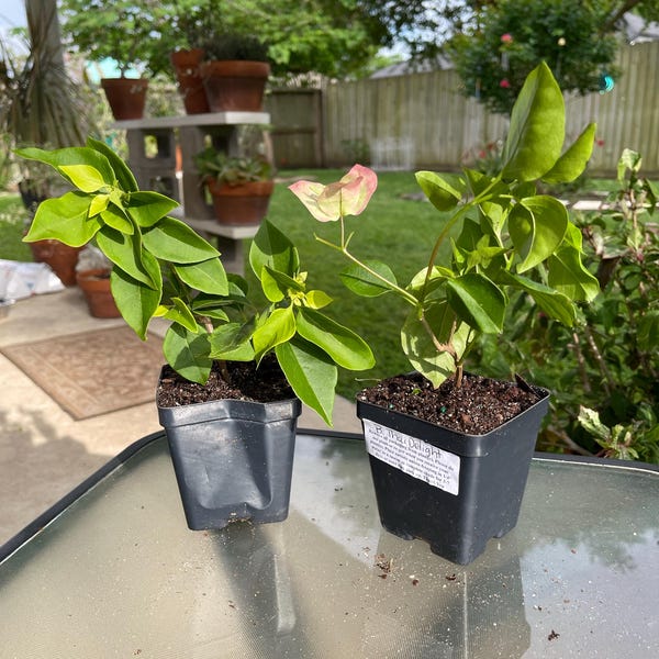 Hibiscus Weeping Albo Lacinatus Tropical Hibiscus Pint Plant - Etsy