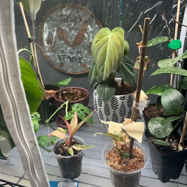 Fallopia Multiflora Variegated; Reynoutria Multiflora - High ...