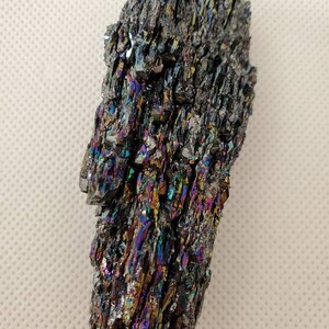 Groundhog Woodchuck Bones Full Skeletons Juvenile Adult Sold - Etsy