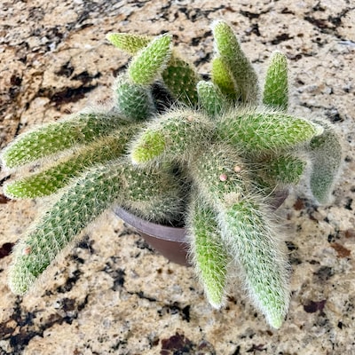 Live Mother of Millions / Devils Backbone / Kalanchoe Delagoensis - Etsy