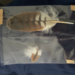 One Hawk Feather, Buzzard Feather, Raptor Bird of Prey Wing Feather ...