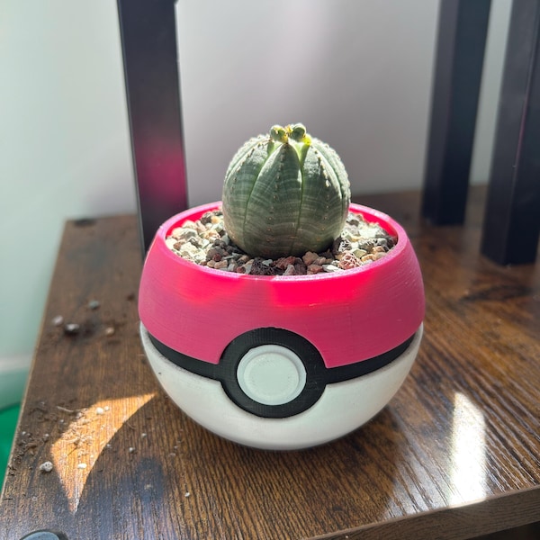 Euphorbia Obesa Hybrid, Baseball Plant, Rare Cactus, Live Succulent in ...