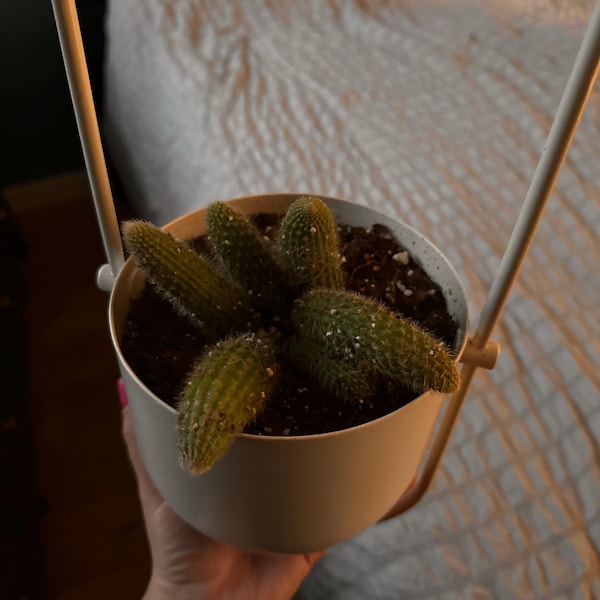 Rhipsalis Baccifera Subs. Horrida Mouse Tail Cactus 2 Inch Pot - Etsy