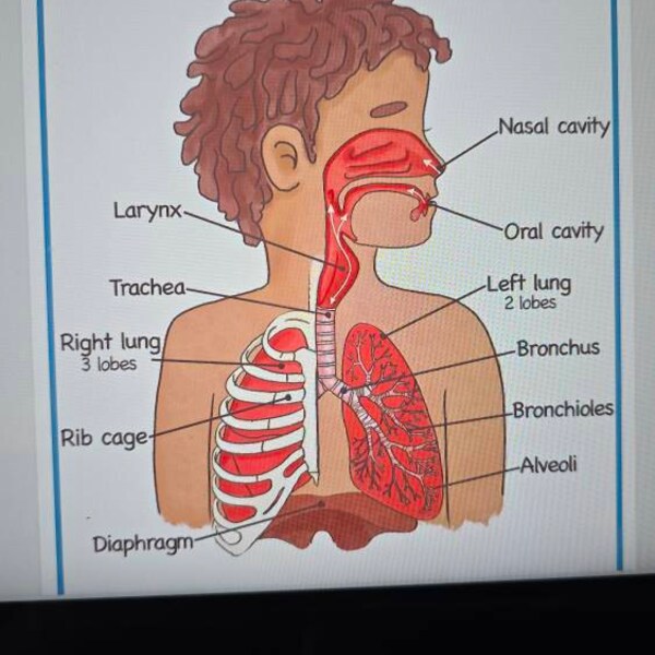 Respiratory System Bundle Human Anatomy Preschool Worksheets Toddler ...