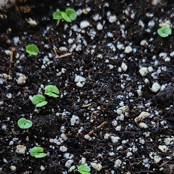 Hollyhock Indian Spring Mix Seeds Heirloom USA NJ Grower See My Store ...