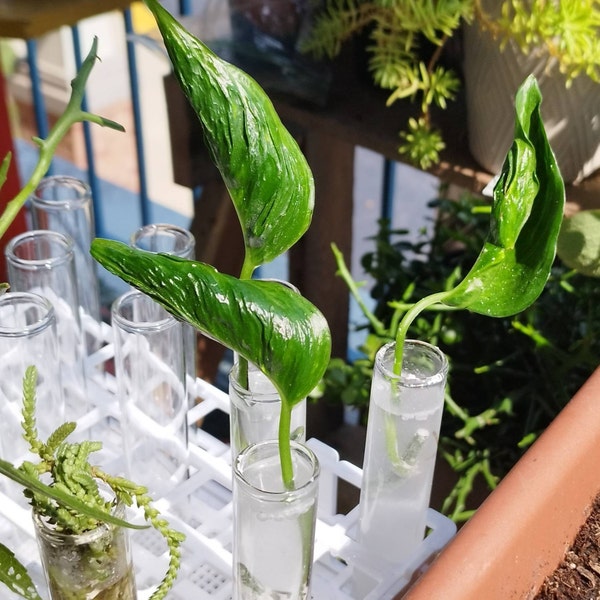 Manjula Pothos Cutting | Plant Cutting | Pothos Cutting | Single Node ...