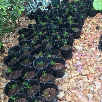 L 22 Nursery Bulk Seedlings White Pine Tree Starter Seedlings 4 to 6 ...