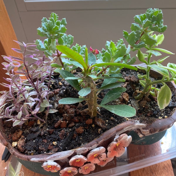 Dwarf Crown of Thorns Red Form (euphorbia Milii Imperatae) - Etsy