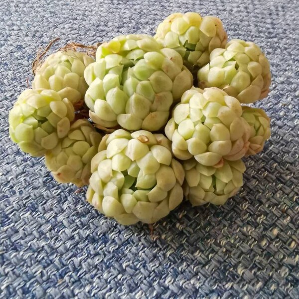 Echeveria Ball of Fat-succulent - Etsy