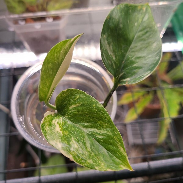 RARE “happy Day” - Japanese Pothos From Central Flower Nursery - Etsy