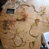 BUY 2 GET 1 FREE Dwarf 4-leaf Water Clover marsilea Crenataeasy Live ...