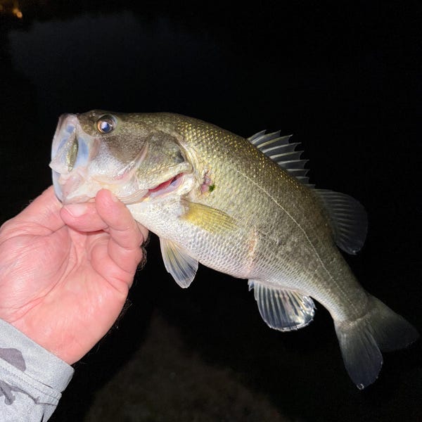 STS 2.25 Crappie Pork Belly Shad Soft Plastic Fishing Bait -- Bad Shad ...