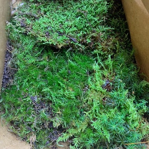 Assorted Live Moss Fairy Garden Moss Terrarium Plants - Etsy