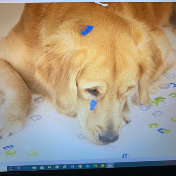 Puppy Confetti / Puppy Theme Confetti / Puppy Themed Birthday Party ...