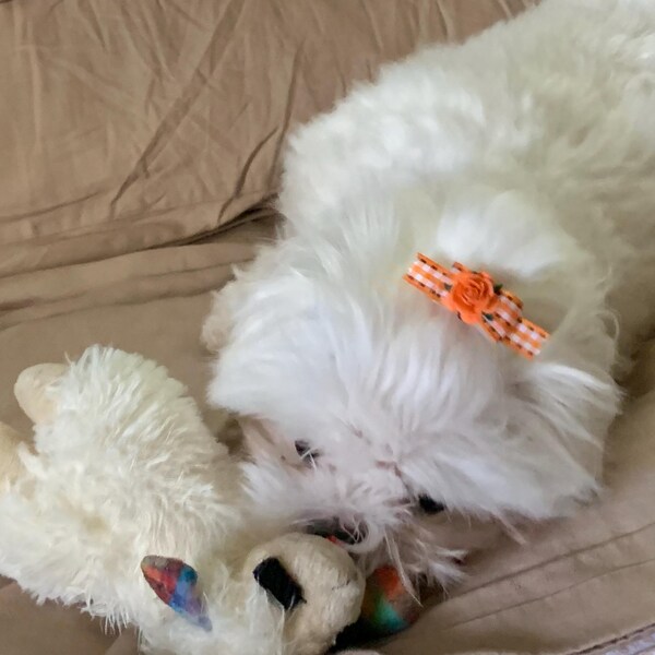 Petite Dog Bows,small Dog Hair Bows,pigtail Bows for Dogs,bows for ...