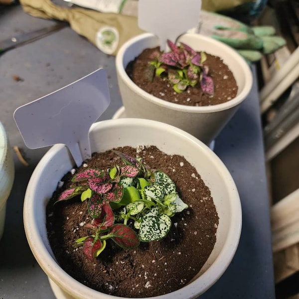 Hypoestes Mix “color Splash” Starter Plant **(ALL Plants Require You to ...