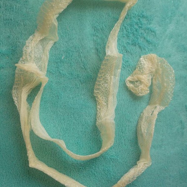 Crow - CORVUS - Kraai , LUXURY Mini Dome - Heketa - Etsy