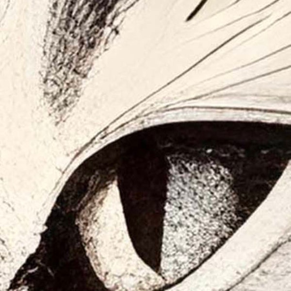 Racoon Wall Art Funny Bathroom Cute Animal Art Racoon Poster Racoon Art ...