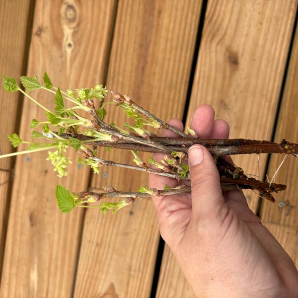 Trending Dog Paw Collar Colorful Ring Sz9 Plated Silver Always in My ...