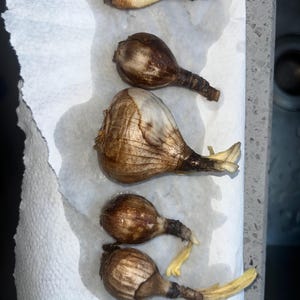 Clearance 20 Ixia Blue Bird Flower Bulbs From Easy to Grow - Etsy