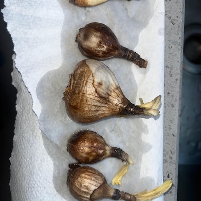 Clearance 20 Ixia Blue Bird Flower Bulbs From Easy to Grow - Etsy