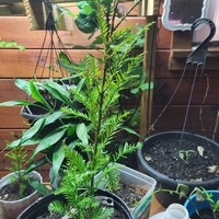 Giant Redbud Tree Seeds cercis Gigantea - Etsy