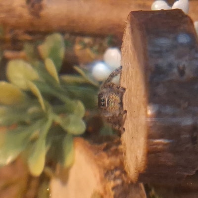 Jumping Spider Enclosure 5x5x9 Spider House, Spider Tank, Spider ...