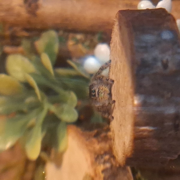 Jumping Spider Enclosure 5x5x9 Spider House, Spider Tank, Spider ...