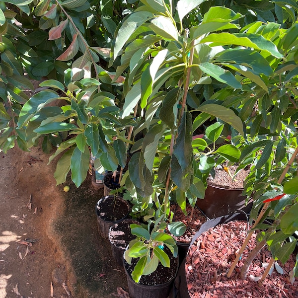 Bacon Avocado Tree- 1 Feet Tall - Grafted Tree - Ship in Plastic Bag - Etsy