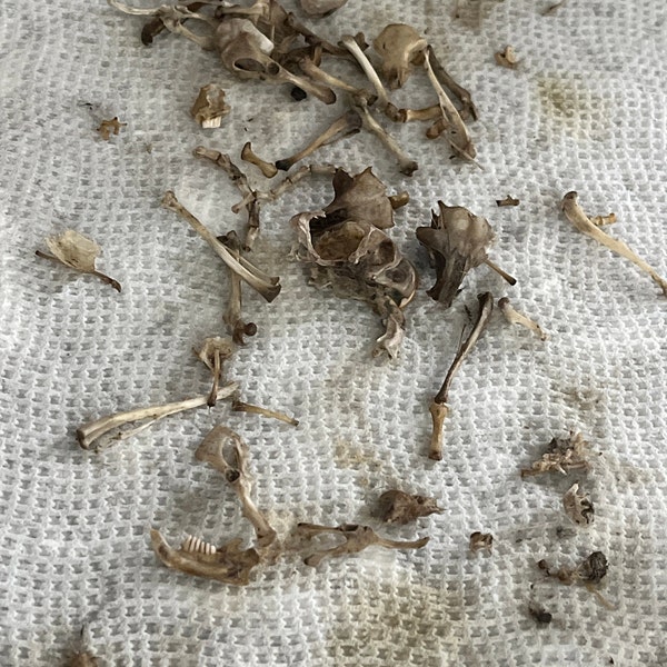 Small Oddities Mystery Box - Etsy