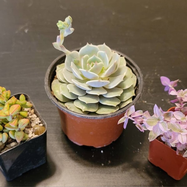 Giant Watch Chain, Princess Pine, Live Potted Succulent in 4 Pot - Etsy