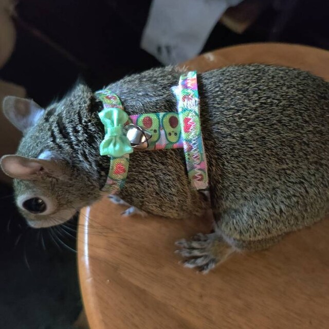 Extra small pet harnesses by TheSquirrelBoutique on Etsy