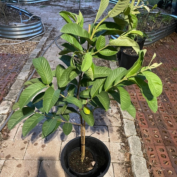 New Dwarf Variety Crunchy Pink or Watermelon Guava Very Sweet Extremely ...