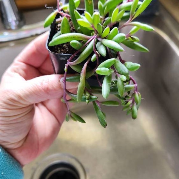 Ruby Necklace, String of Rubies, Little Pickles, Othonna Capensis ...