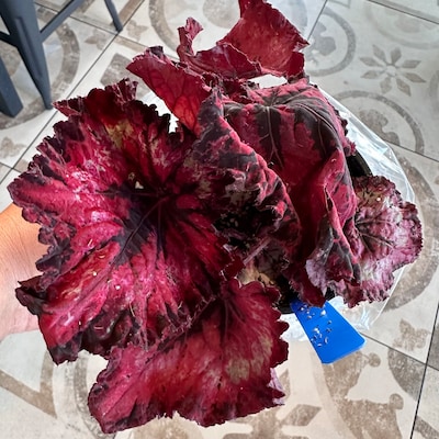 Rhizomatous Begonia 'starburst' - Etsy