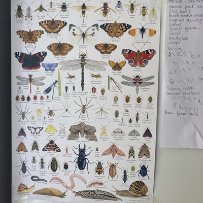 British Butterflies A3 Identification Poster, Insect Chart, Bugs Art ...