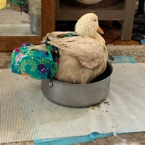 High Quality ORIGINAL Duck Chicken Goose Diaper Harness - Etsy