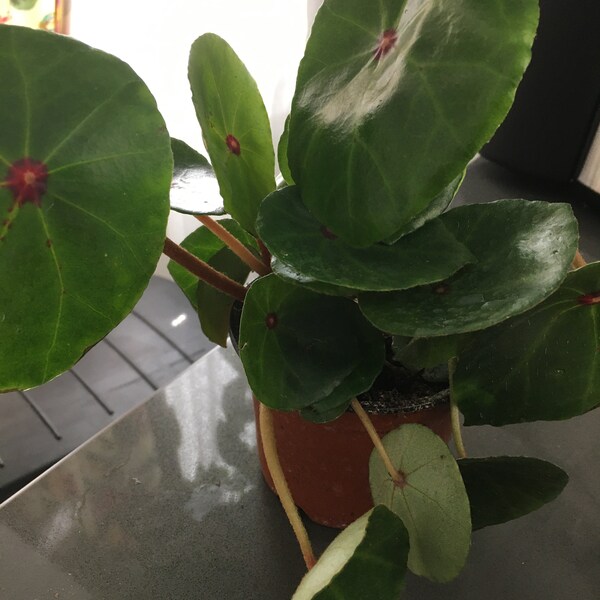 Red Ruby Begonia (4" Pot) (begonia Conchifolia Rubrimacula) - Etsy