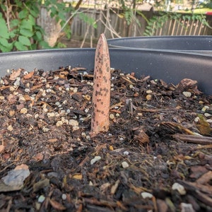 20 ARUM ITALICUM fresh Seed italian Arum, Lords and Ladies ...