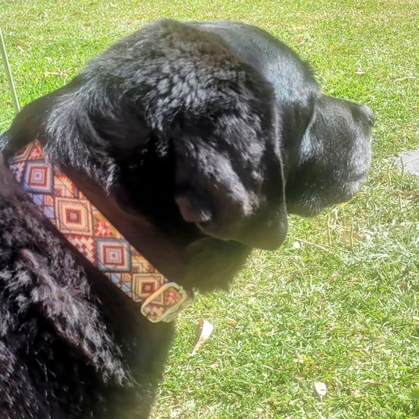 Cheetah Print Dog Lead, Standard Length, Orange, Black, Brown - Etsy