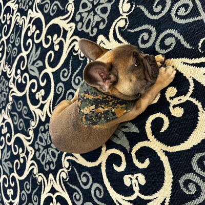 AKC Scent Work NOVICE Title Progression Tracking Sheet Digital Download ...