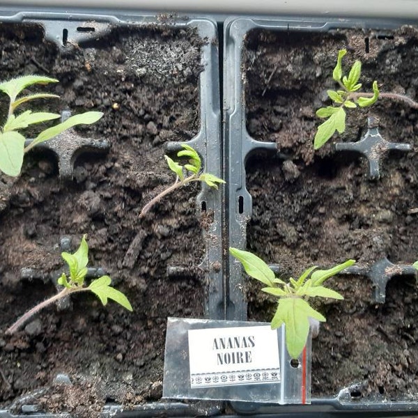 MEXICO, Heirloom Tomato Seeds - 10 Seeds - Etsy Canada