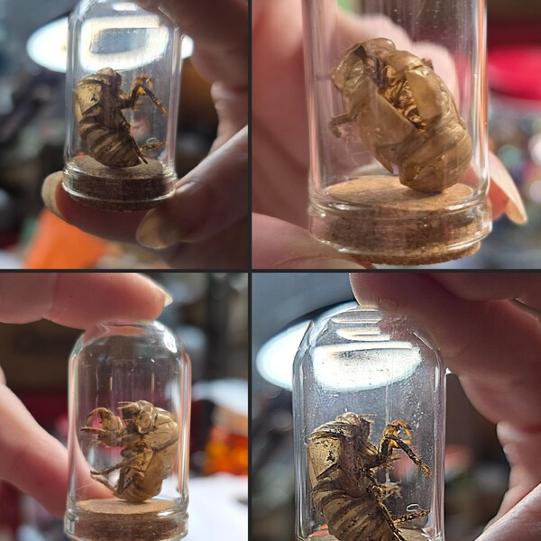 Real Moose Pellet in Glass Vial, Moose Poop, Animal Dung, Weird Gift ...
